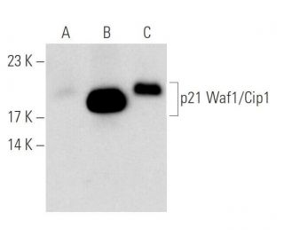 p21 Waf1/Cip1 Antibody (SX118) - Western Blotting - Image 129635