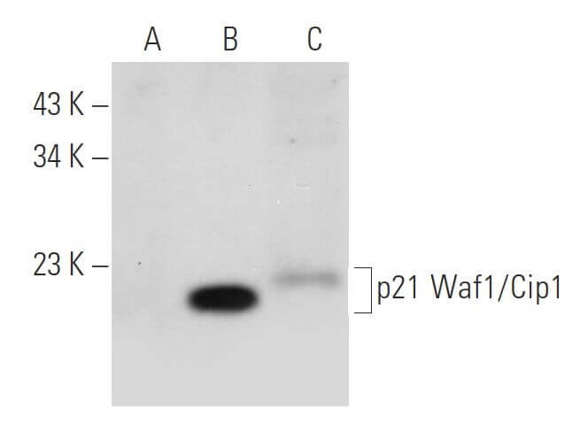 p21 Waf1/Cip1/CDKN1A Antibody (WA-1) | SCBT - Santa Cruz Biotechnology