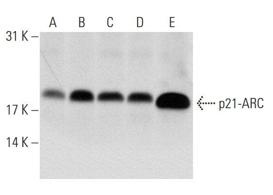 p21-ARC抗体 (E-7) | SCBT - Santa Cruz Biotechnology