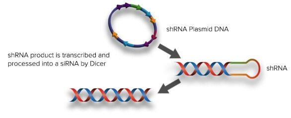 p21 Waf1/Cip1/CDKN1A siRNA (h), shRNA and Lentiviral Particle Gene ...