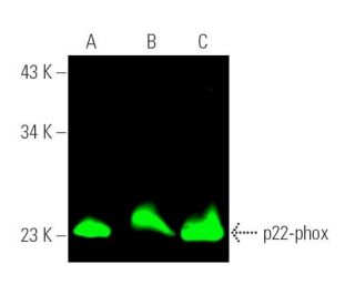 p22-phox Antibody (44.1) - Western Blotting - Image 391017