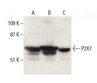 Anti-P2X7 Antibody (D-1) | SCBT - Santa Cruz Biotechnology