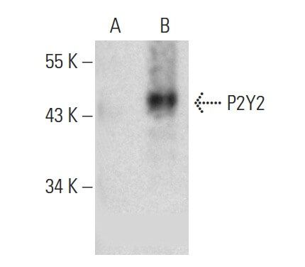 P2Y2抗体 (E-3) | SCBT - Santa Cruz Biotechnology