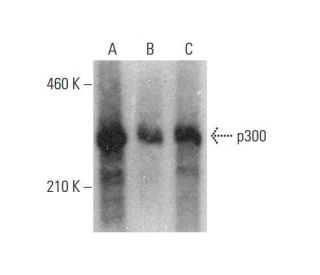 p300 Antibody (F-4) - Western Blotting - Image 350746