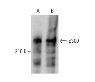 p300 Antibody (F-4) - Western Blotting - Image 379703