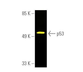p53 Antibody (A-1) - Western Blotting - Image 390313