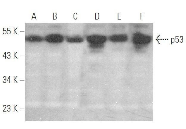 p53 Antibody (Bp53-12) | SCBT - Santa Cruz Biotechnology