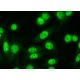p53 Antibody (DO-1) | SCBT - Santa Cruz Biotechnology