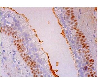 Anti-p63 Antibody (D-9) | SCBT - Santa Cruz Biotechnology