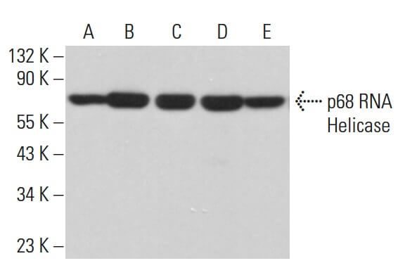 P68 Rna Helicase抗体 A 5 Scbt Santa Cruz Biotechnology