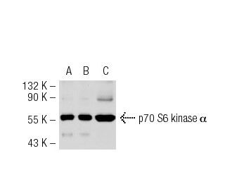 p70 S6 kinase α Antibody (H-9) - Western Blotting - Image 45069