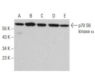 p70 S6 kinase α Antibody (H-9) - Western Blotting - Image 380616