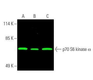 p70 S6 kinase α Antibody (H-9) - Western Blotting - Image 389429