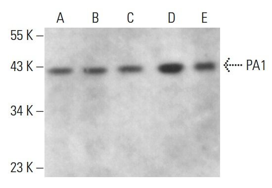 PA1 Antibody (H-1) | SCBT - Santa Cruz Biotechnology