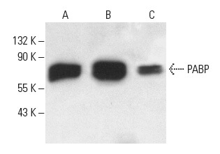 Anti-PABP Antibody (10E10) | SCBT - Santa Cruz Biotechnology