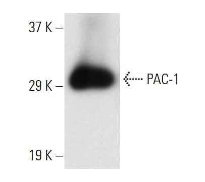 PAC-1 Antibody (4O21) | SCBT - Santa Cruz Biotechnology