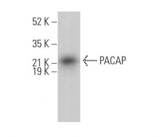 PACAP Antibody (F-2) - Western Blotting - Image 374428