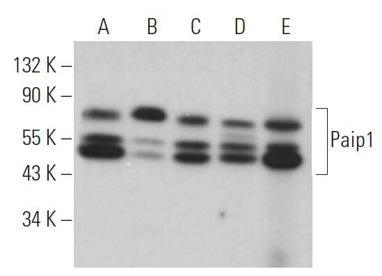 Paip1 Antibody (E-7) | SCBT - Santa Cruz Biotechnology