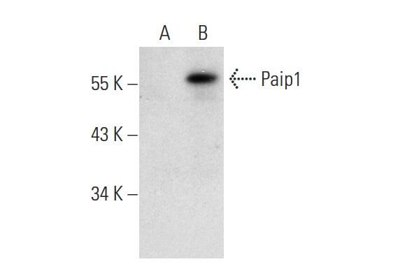Paip1 Antibody (F-6) | SCBT - Santa Cruz Biotechnology