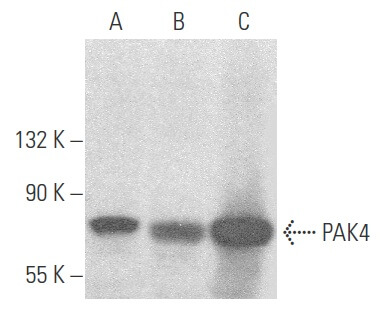 PAK4 Antibody (B-6) | SCBT - Santa Cruz Biotechnology