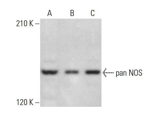pan NOS Antibody (NOS-3F7-B11 B5) | SCBT - Santa Cruz Biotechnology