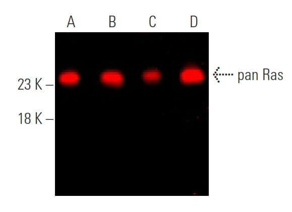 pan Ras Antibody (C-4) | SCBT - Santa Cruz Biotechnology