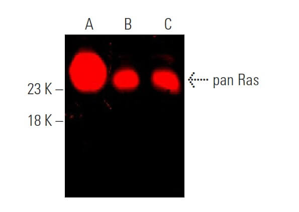 pan Ras Antibody (C-4) | SCBT - Santa Cruz Biotechnology