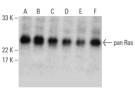 Anti-pan Ras Antibody (C-4) | SCBT - Santa Cruz Biotechnology