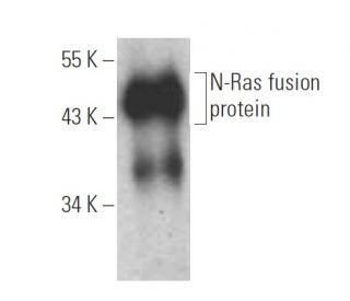 Anti-pan Ras Antibody (C-4) | SCBT - Santa Cruz Biotechnology