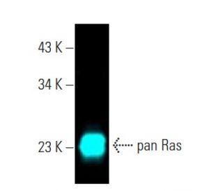 pan Ras Antibody (C-4) | SCBT - Santa Cruz Biotechnology