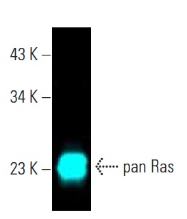 Anti-pan Ras Antibody (C-4) | SCBT - Santa Cruz Biotechnology