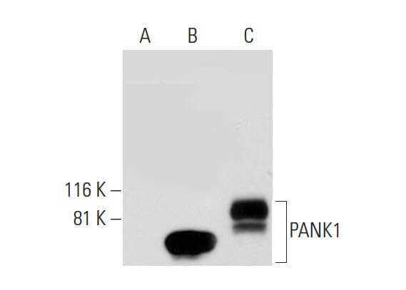 Anti-PANK1 Antibody (B-9) | SCBT - Santa Cruz Biotechnology