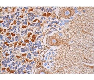 Anti-PAO Antibody (C-3) | SCBT - Santa Cruz Biotechnology