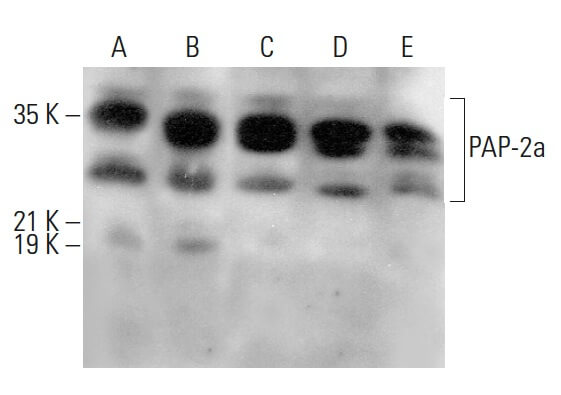 PAP-2a Antibody (A-4) | SCBT - Santa Cruz Biotechnology