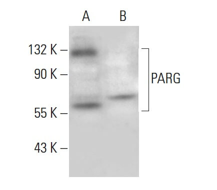 Anti-PARG Antibody (H-1) | SCBT - Santa Cruz Biotechnology