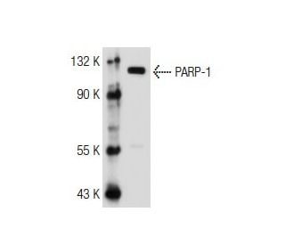 PARP-1 Antibody (B-10) - Western Blotting - Image 110025