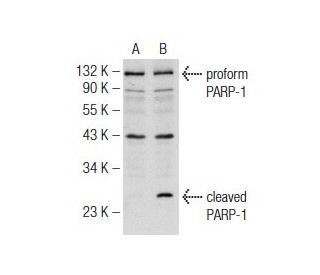 PARP-1 Antibody (B-10) - Western Blotting - Image 141615