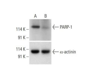 PARP-1 Antibody (B-10) - Western Blotting - Image 313667