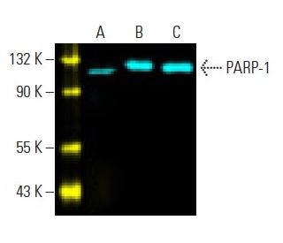 PARP-1 Antibody (B-10) - Western Blotting - Image 396308