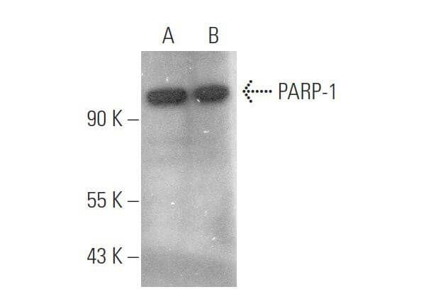 PARP1抗体 (D-1) | SCBT - Santa Cruz Biotechnology
