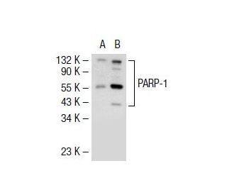 PARP-1 Antibody (F-2) - Western Blotting - Image 35027