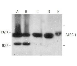 PARP-1 Antibody (F-2) - Western Blotting - Image 349957