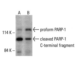 PARP-1 Antibody (F-2) - Western Blotting - Image 360061
