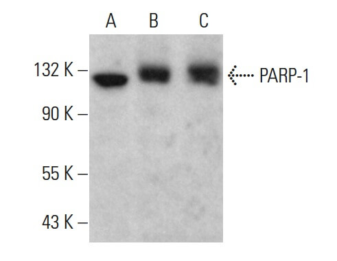 Anti-PARP-1 Antibody (F-2) | SCBT - Santa Cruz Biotechnology