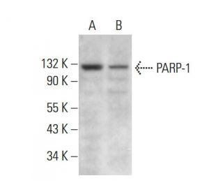 PARP-1 Antibody (F-2) - Western Blotting - Image 379072