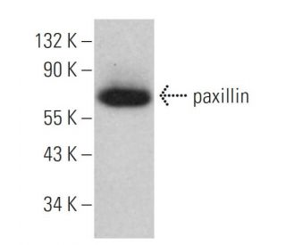 paxillin Antibody (B-2) - Western Blotting - Image 377285