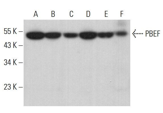 PBEF Antibody (F-8) | SCBT - Santa Cruz Biotechnology