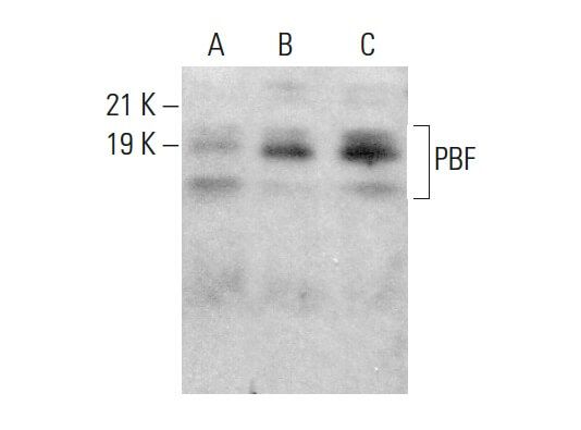 PBF Antibody (E-8) | SCBT - Santa Cruz Biotechnology