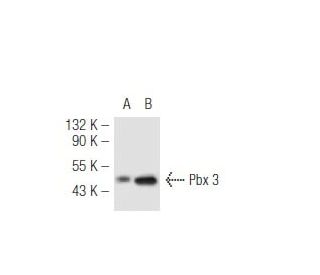 Anti-Pbx 1a/2/3a Antibody (359.15) | SCBT - Santa Cruz Biotechnology