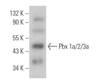 Anti-Pbx 1a/2/3a Antibody (359.15) | SCBT - Santa Cruz Biotechnology